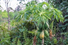 Papaya Tree Fruits Stock Photos - Royalty Free Pictures