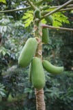 Papaya Tree Fruits Stock Photos - Royalty Free Pictures