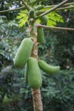 Papaya Tree Fruits Stock Photos - Royalty Free Pictures