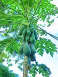Papaya fruit on tree stock image. Image of leaf, farm - 35719419
