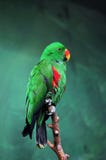 Parrot stock photo. Image of parrot, food, birds, eating - 4029242