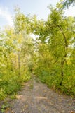 Path In Maple Forest Royalty Free Stock Photography - Image: 3579697