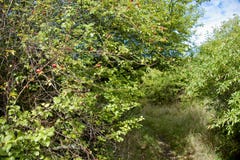 Hidden Forest Path In Summer Stock Illustration - Illustration of ...