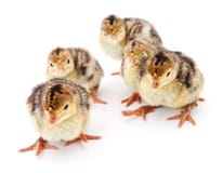 Cerdo en blanco imagen de archivo. Imagen de aislado - 33135847