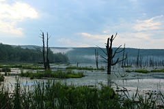 Scenic Arizona Desert Saguaro Cactus Landscape Stock Photo - Image of ...