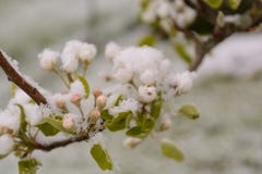 Snow covered pear tree stock image. Image of wintry, snow - 7477167
