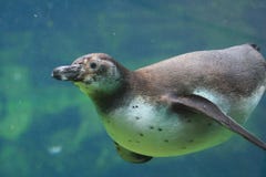 Hawk -3 stock photo. Image of bird, prey, wildlife, animal - 32966