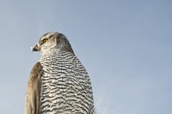 Peregrine Hawk stock image. Image of wild, sleek, noble - 5950795
