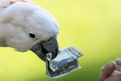 Perroquet Rose Photo stock - Image: 8124590