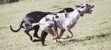 Perros corrientes imagen de archivo. Imagen de animal - 24751753