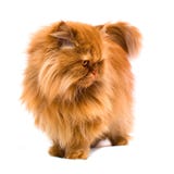 Persian Cat Royalty Free Stock Photo - Image: 5500885