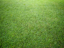 Grass Perspective Stock Photos - Royalty Free Stock Images