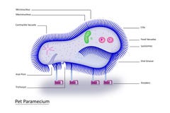 Mitosis And Meiosis Stock Photography - Image: 31976182
