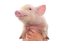 Pig in female hands stock image. Image of domestic, farm - 9197227