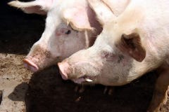 Pigs mating stock image. Image of humping, insemination - 33421347