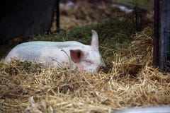 Sleeping Pig Stock Photos - Download 1,215 Images