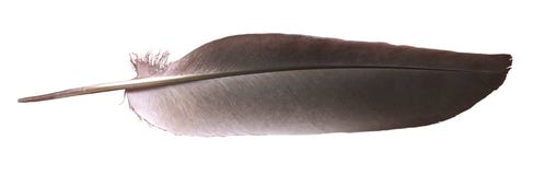 Feather Stock Photos, Images, & Pictures - 300,304 Images