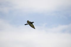The Perfect Flight Sequence Stock Image - Image of approaching, bird ...