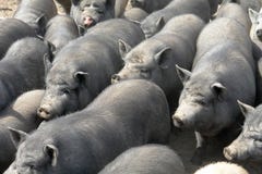 Two Pigs Mating Stock Image - Image: 2076001