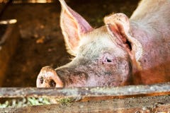 Pigs in a pigsty stock image. Image of bacon, pigpen - 15744673