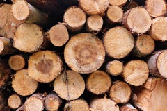 Pile of timber stock photo. Image of construction, detail - 2260048