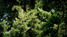 Pine Trees Swaying In Breeze Stock Footage - Video of trees, swaying ...