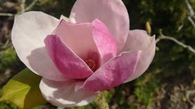 Flower Letting Go Of Its Seed Stock Photo - Image of black, background ...