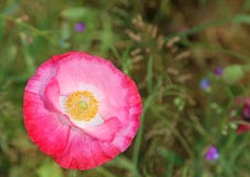 Single Pink Poppy Royalty Free Stock Image - Image: 3271156