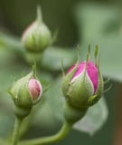 Pink Rose With Buds Royalty Free Stock Photos - Image: 11809868
