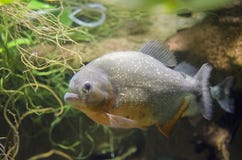 Piranha Close Up With Teeth Exposed In The Amazon Stock Photo - Image ...