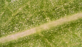 Microscopic plant cells stock illustration. Image of evolution - 2693774