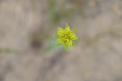 The Plant From The Letea Forest, Tulcea, Romania Stock Photo - Image ...