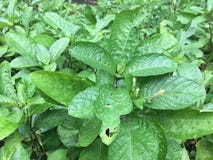 Flor De La Planta De La Coca Foto de archivo - Imagen de estimulante ...