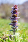 Ajuga Stock Photos - Download 302 Images