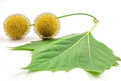 Frucht der London-Platane stockbild. Bild von straße - 44474815