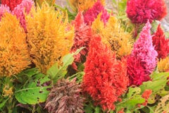 Celosia Flower Garden Royalty Free Stock Photos - Image: 35937328