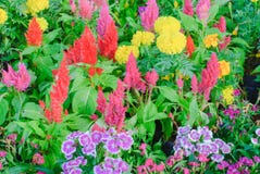 Celosia Flower Garden Royalty Free Stock Photos - Image: 35937328