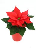 Poinsettia stock photo. Image of decorations, holidays - 401970