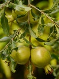 Bunch Of Pomegranate Fruit On Tree Stock Photo - Image of closeup, four ...