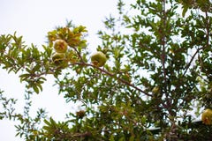Bunch Of Pomegranate Fruit On Tree Stock Photo - Image: 16870900