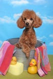 Apricot Poodle After A Bath Stock Image - Image of groomed, breed: 12607801