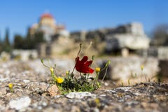 Parthenon Temple With Spring Flowers On The Acropolis In Athens Stock ...