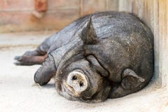 Porco Feio Stock Photos - Royalty Free Stock Images