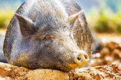 Porco Feio Stock Photos - Royalty Free Stock Images