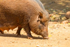 Porco Feio Stock Photos - Royalty Free Stock Images