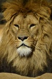 Portrait of a lions stock photo. Image of african, endangered - 30529070