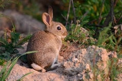 Rock rabbit sitting stock photo. Image of africa, eyes - 12622826
