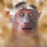 Scared monkey stock image. Image of world, monkey, cebus - 15219963
