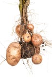 Potato with root stock image. Image of life, isolated - 15640895