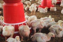 Poultry Farm. Stock Photo - Image: 46631624